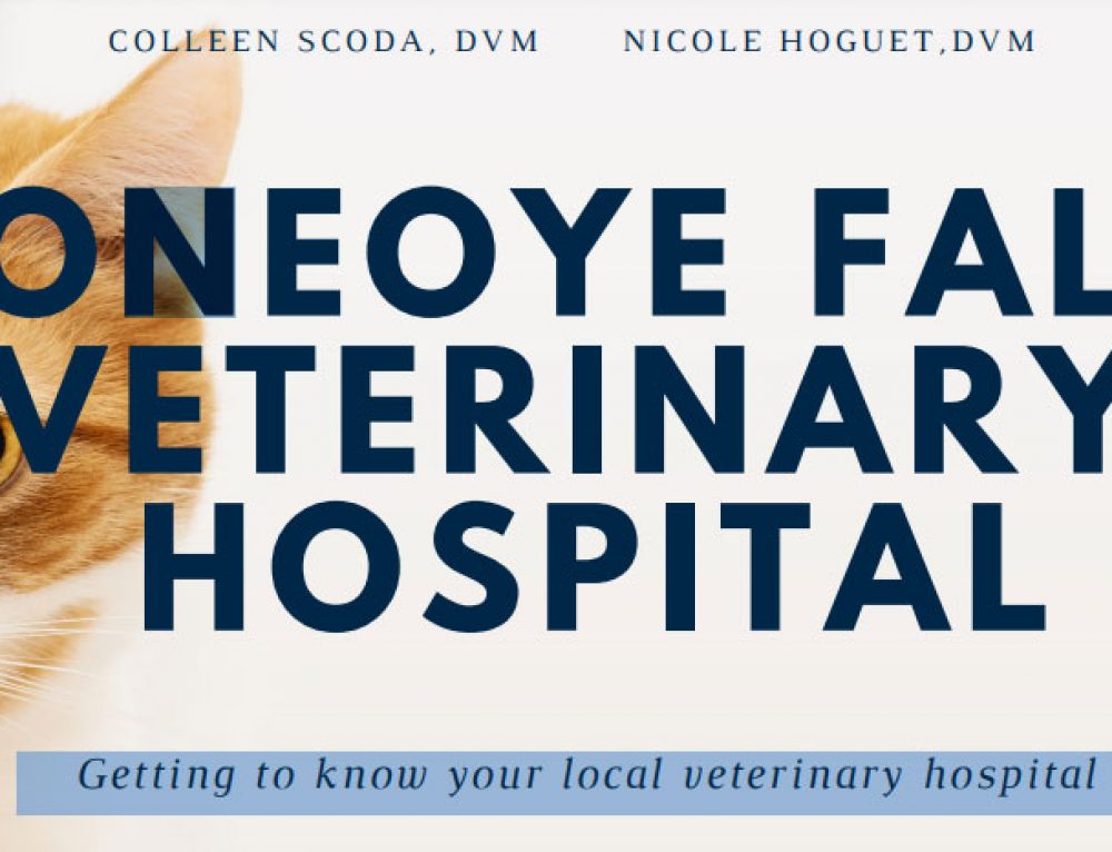 HFVH Fall 2021 Newsletter - Honeoye Falls Veterinary Hospital